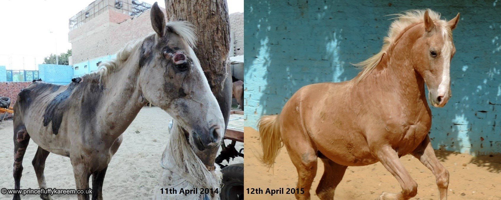 Prince Fluffy Kareem - April spleis | Spleis fra SpareBank 1