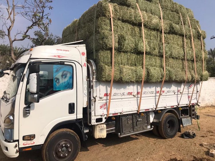 Prince Fluffy Kareem - April spleis | Spleis fra SpareBank 1