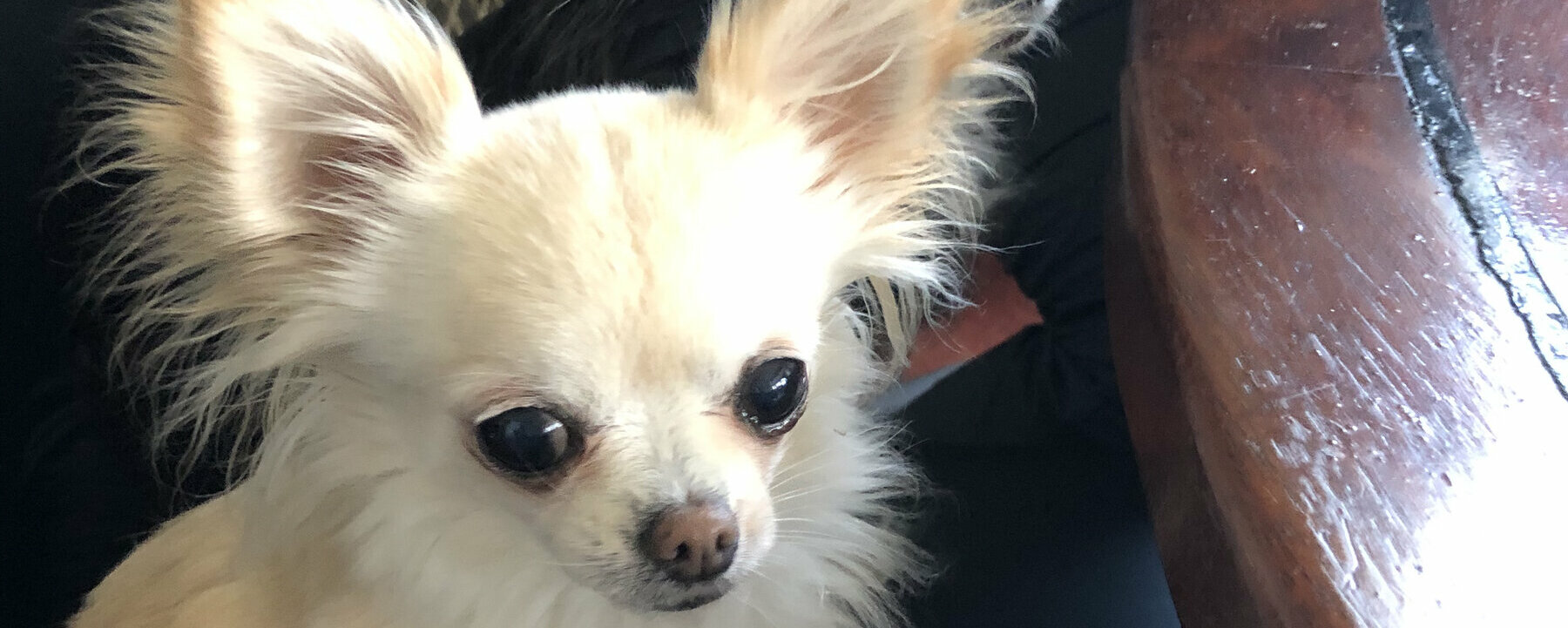 OPERASJON DOLLY | Spleis fra SpareBank 1