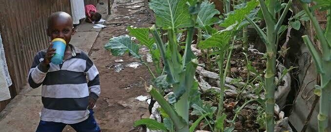 Moses & Kibera | Spleis fra SpareBank 1