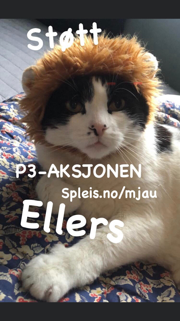 Katter uten grenser støtter P3-aksjonen 2022 | Spleis fra SpareBank 1