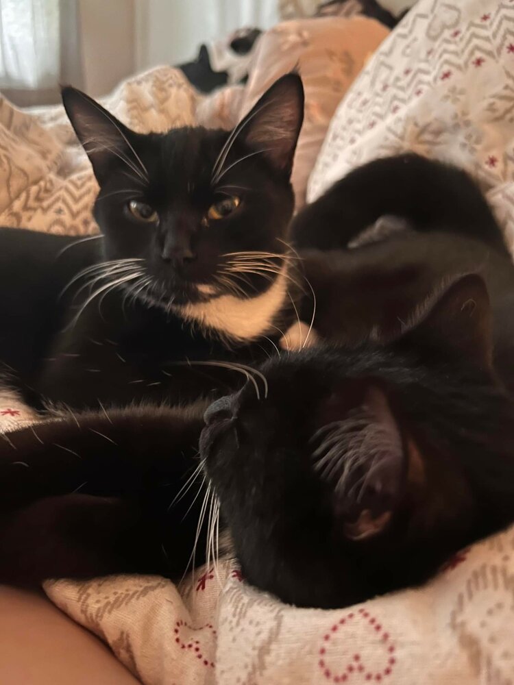 Etter Kitti sin brutale bortgang, ønsker jeg at min datters to andre ...