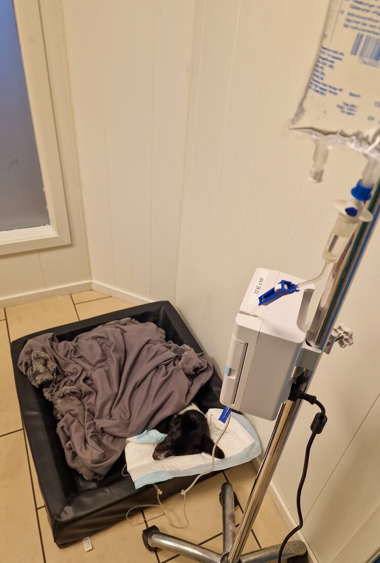 Betti trenger din hjelp! | Spleis fra SpareBank 1