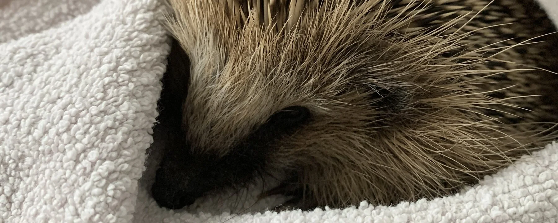 Nødhjelp til pinnsvin ️ | Spleis fra SpareBank 1