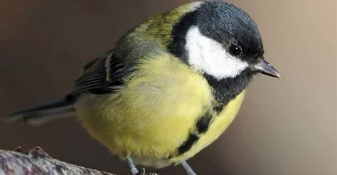 Hjelp til fugler som ellers ville blitt avlivet. | Spleis fra SpareBank 1