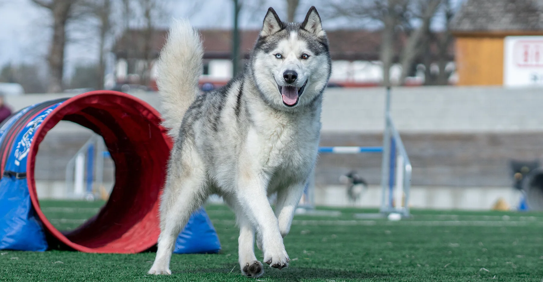 Vær med å hjelp Kenai ️ hadde aldri trodd jeg skulle opprette noe sånt, men her hjelper alt ...