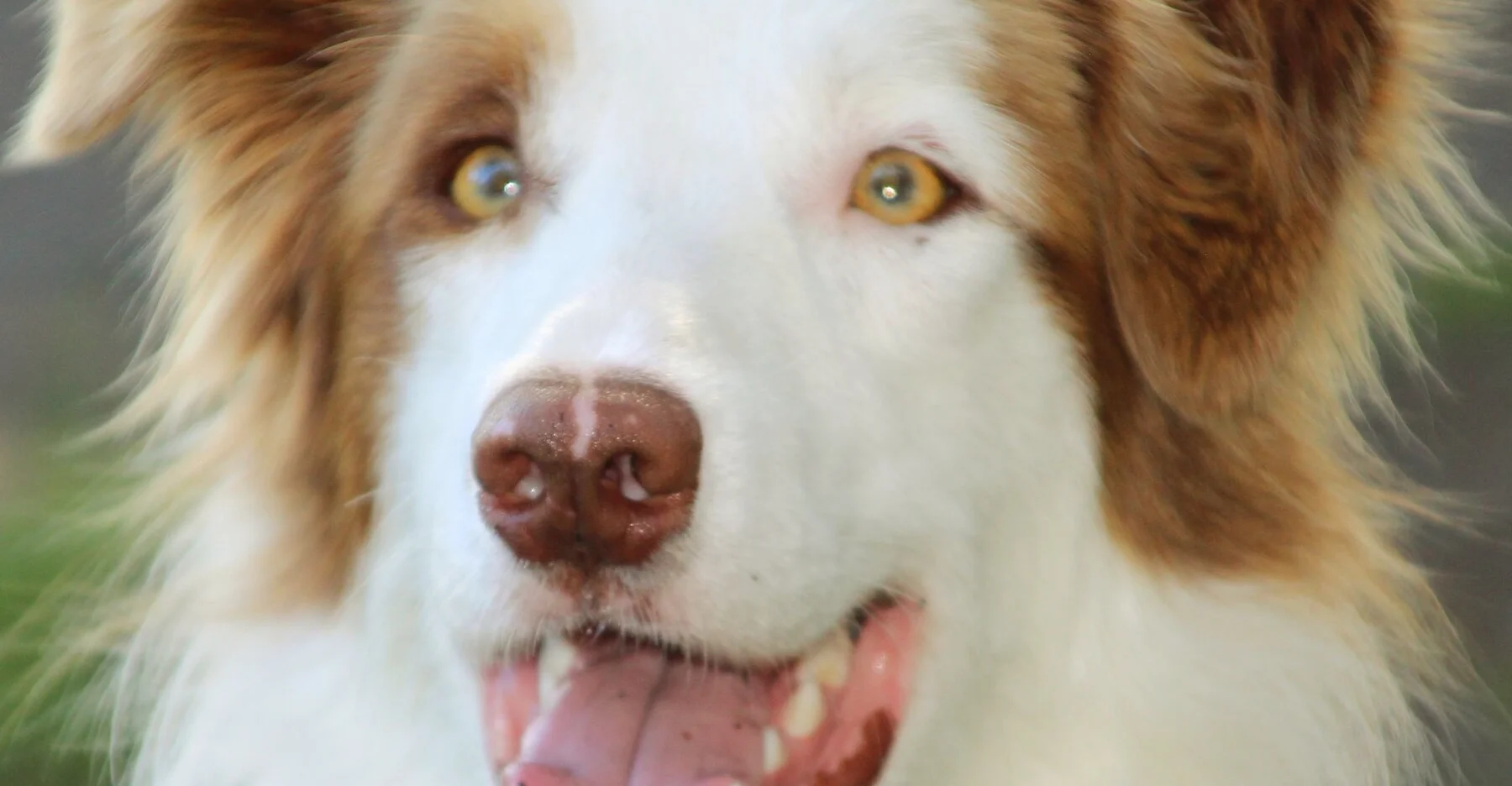 Vakreste godeste Rivergutten vår.. Hjelp han å få videre utredning og ...