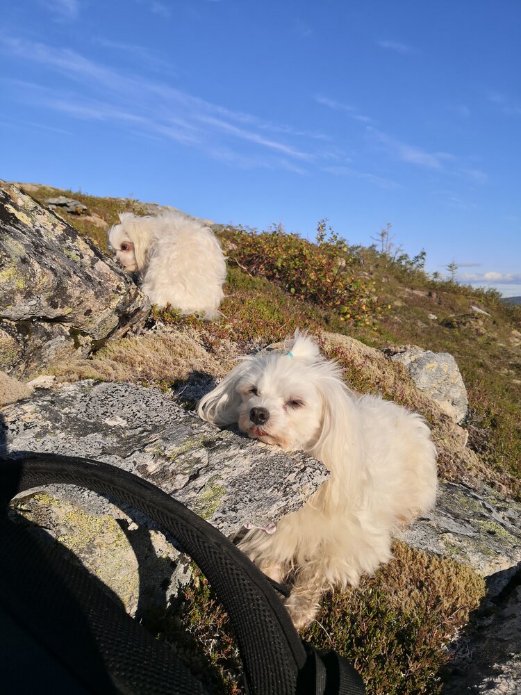 Dixi trenger operasjon | Spleis fra SpareBank 1