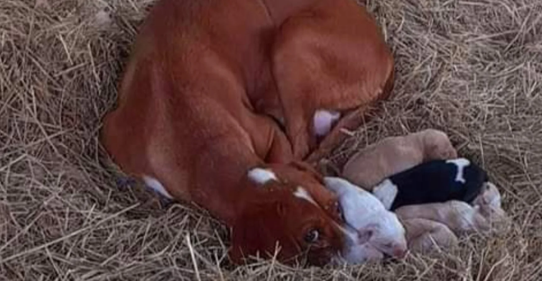 Pomozite napustene i bolesne cuke i mace u Bosni i Hercegovini | Spleis ...