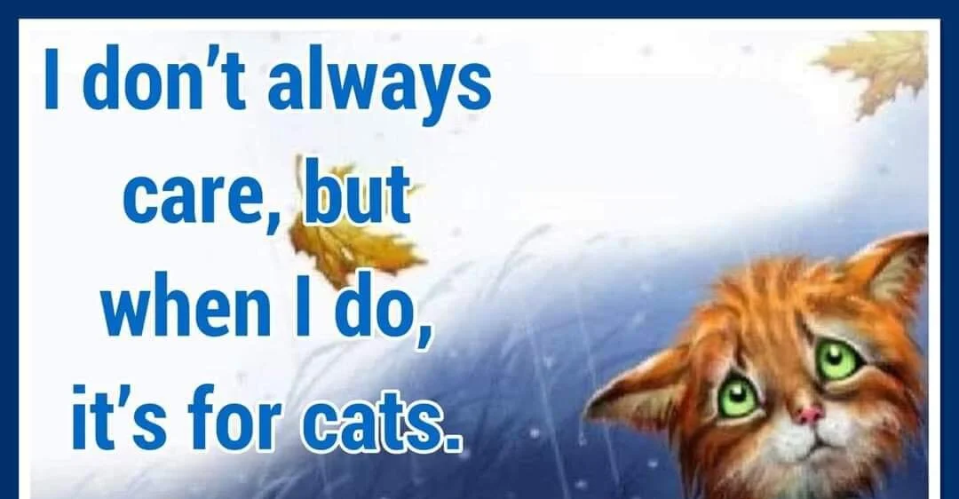 Bursdagsfeiring innsamling til Kattehjelpen Toten 😊 | Spleis fra ...