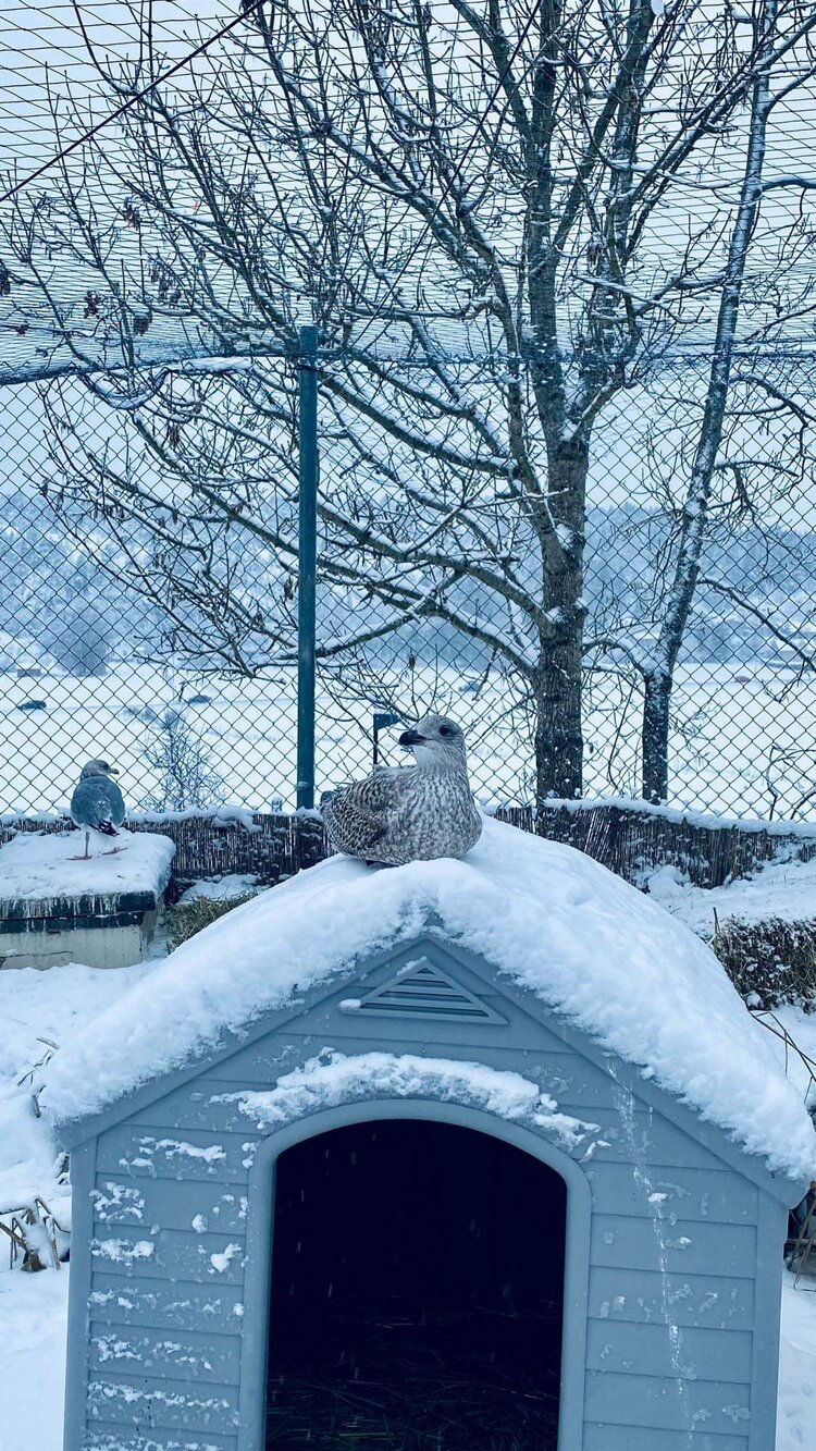 Vi trenger hjelp av dere for å kunne hjelpe fuglene i vinter! | Spleis ...