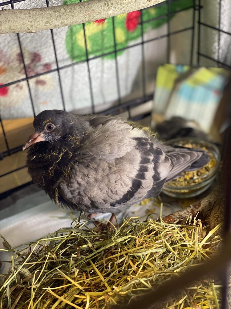 Vi trenger hjelp av dere for å kunne hjelpe fuglene i vinter! | Spleis ...