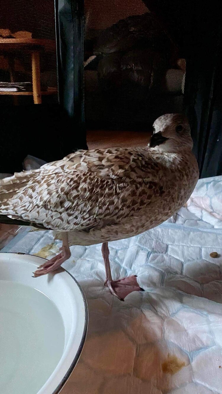 Vi trenger hjelp av dere for å kunne hjelpe fuglene i vinter! | Spleis ...