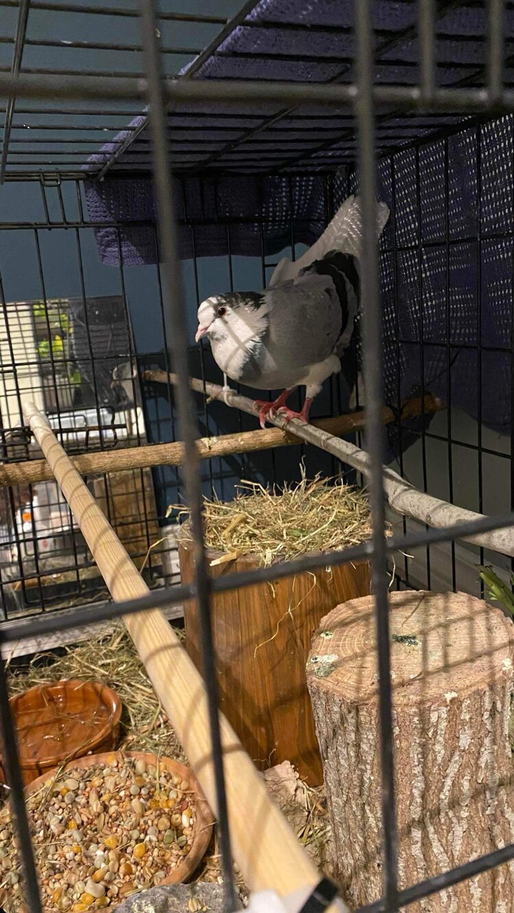 Vi trenger hjelp av dere for å kunne hjelpe fuglene i vinter! | Spleis ...