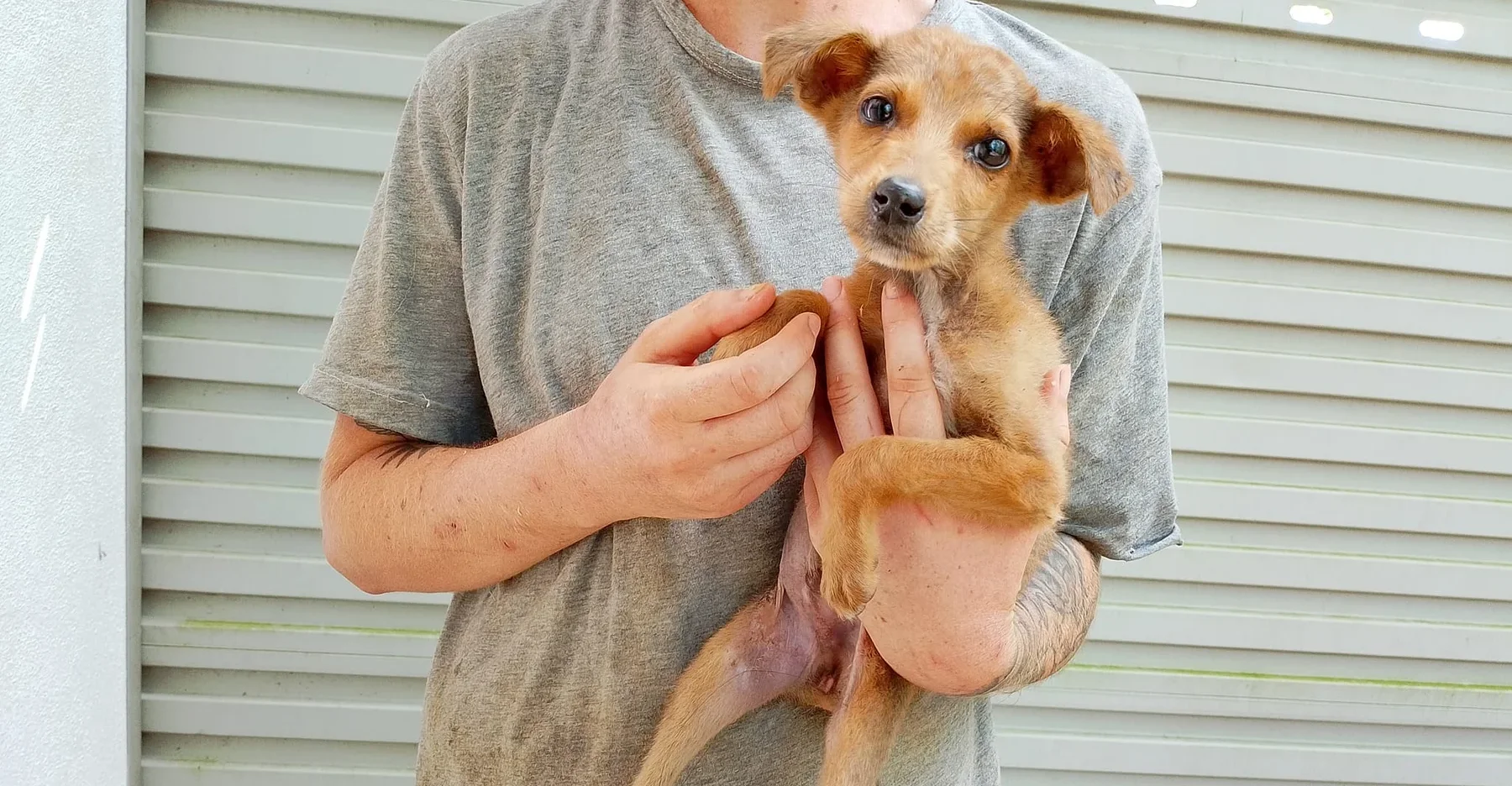 Help injured stray dogs get life-saving veterinary care, rehabilitation ...