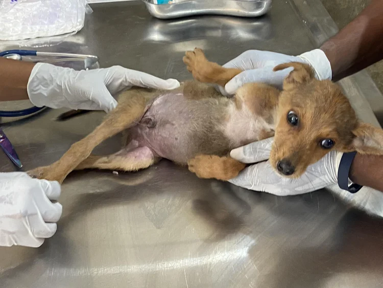 Help injured stray dogs get life-saving veterinary care, rehabilitation ...