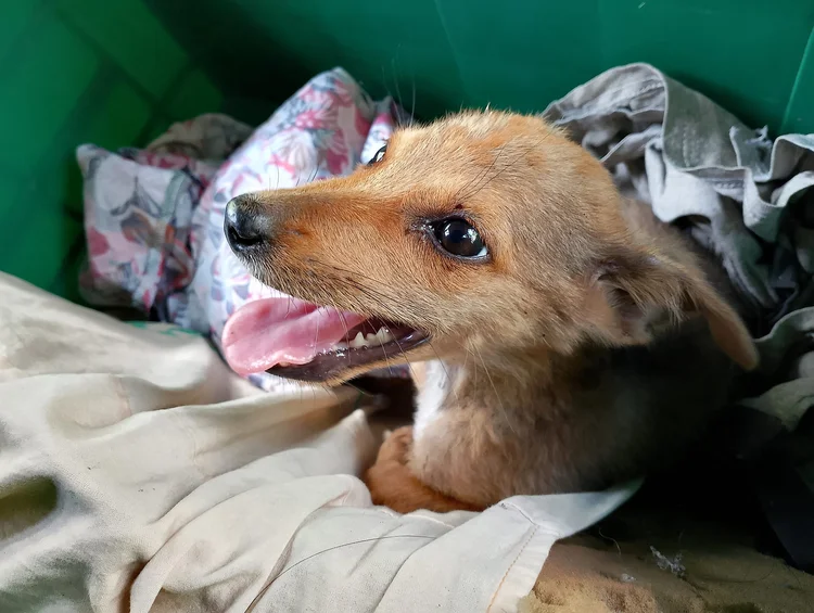 Help injured stray dogs get life-saving veterinary care, rehabilitation ...
