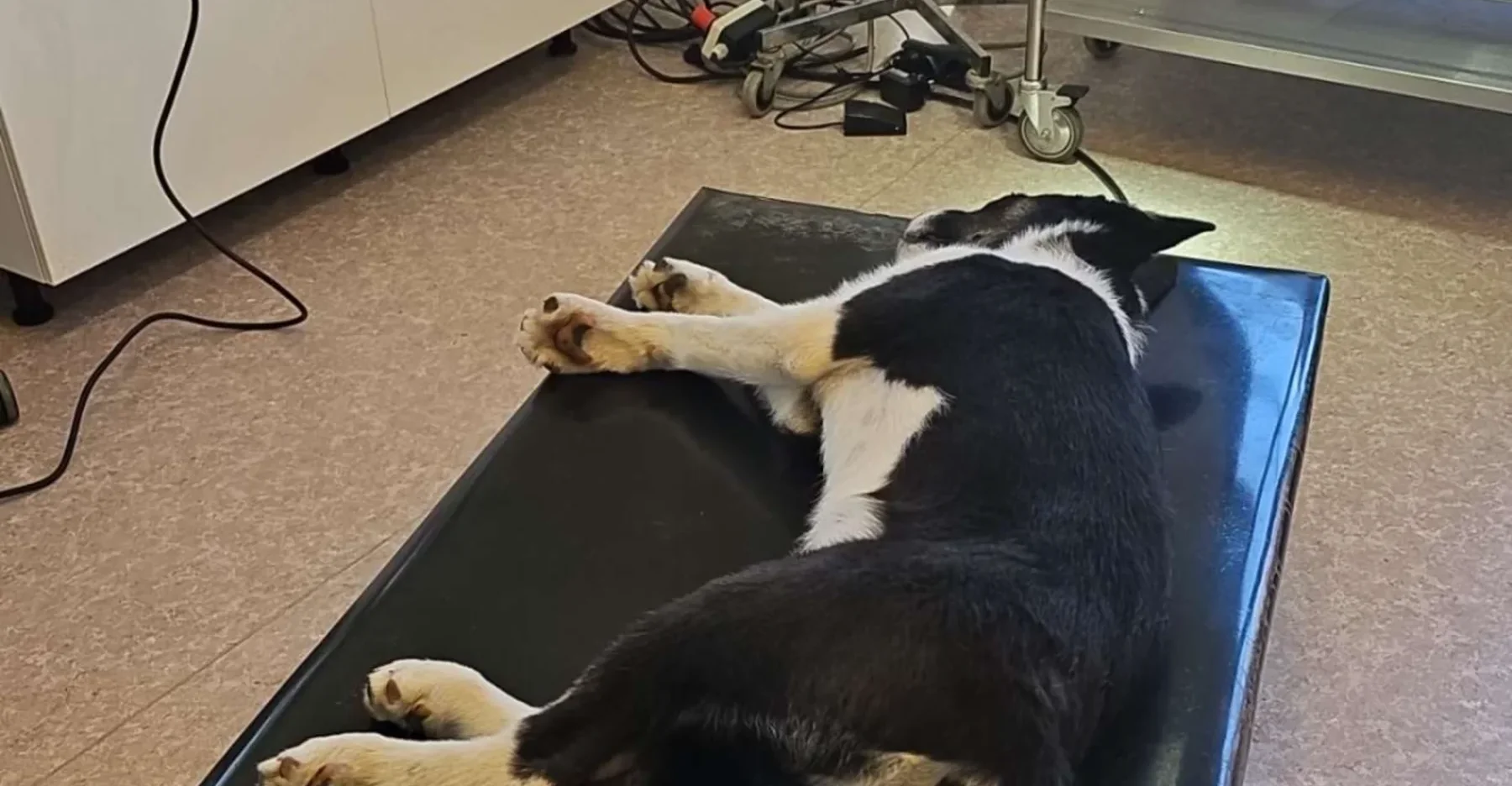 Hjelp Magnus og Rosvo med kostnad på operasjon | Spleis fra SpareBank 1