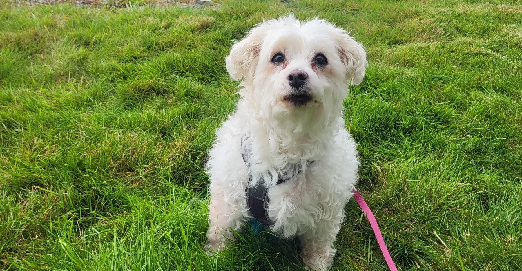 Snuppa trenger støtte til å bli frisk | Spleis fra SpareBank 1