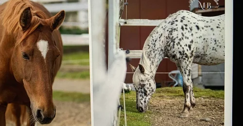 Gi skolehestene leskur mot vær og vind! ️💨🐴🌧️💨 | Spleis fra SpareBank 1