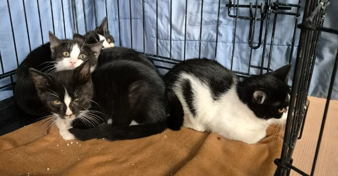 Hjelp til hjemløse katter i Land Dyrevern 😺 | Spleis fra SpareBank 1