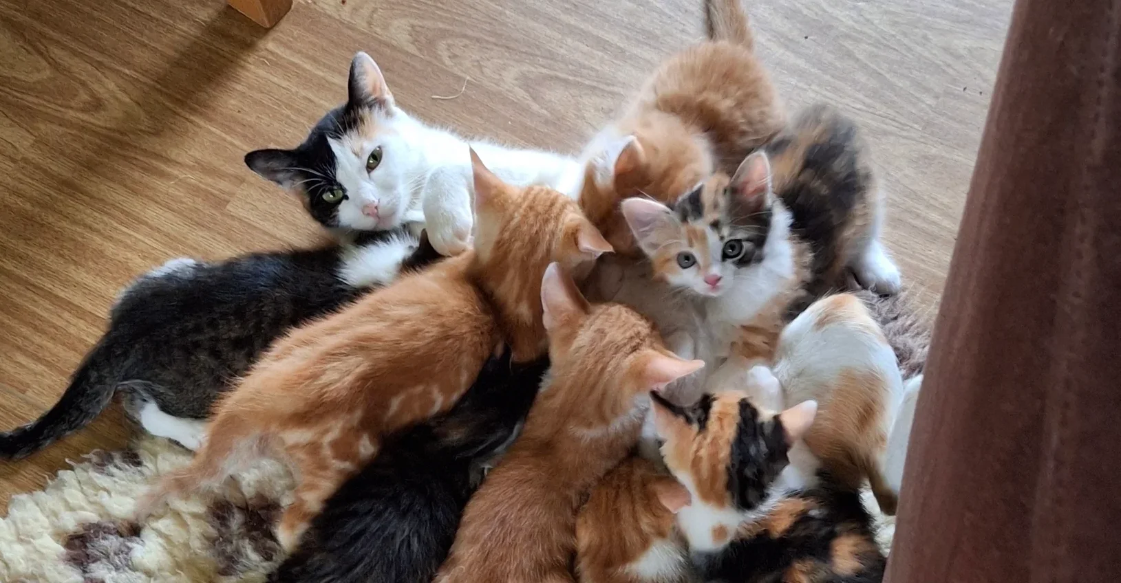 Hjelp oss å hjelpe‼️ | Spleis fra SpareBank 1