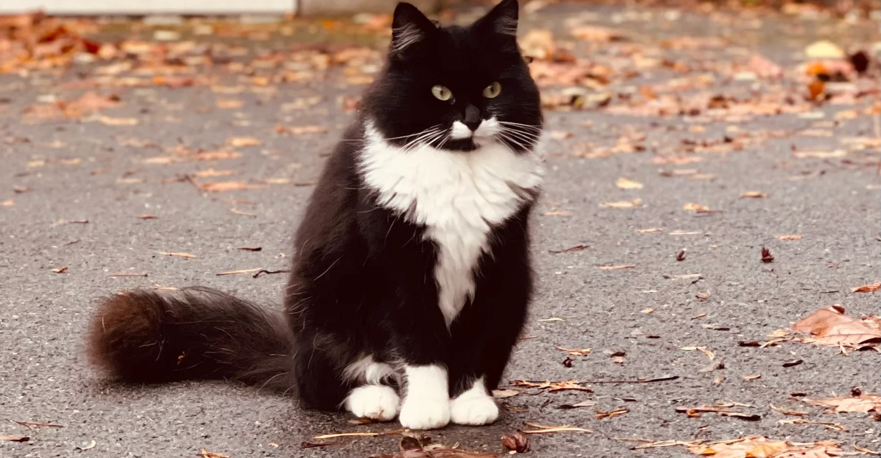 😿 Lucy er skadet – amputasjon av halen | Spleis fra SpareBank 1