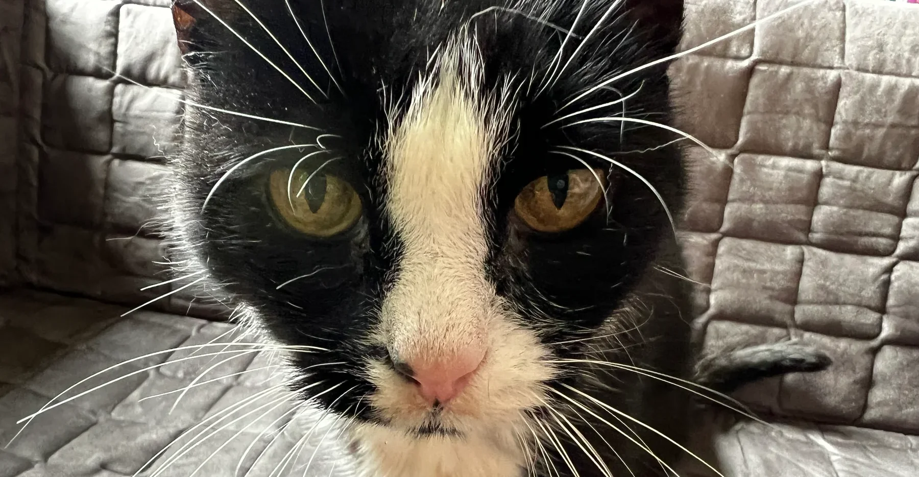 Det haster å hjelpe Tassen! | Spleis fra SpareBank 1