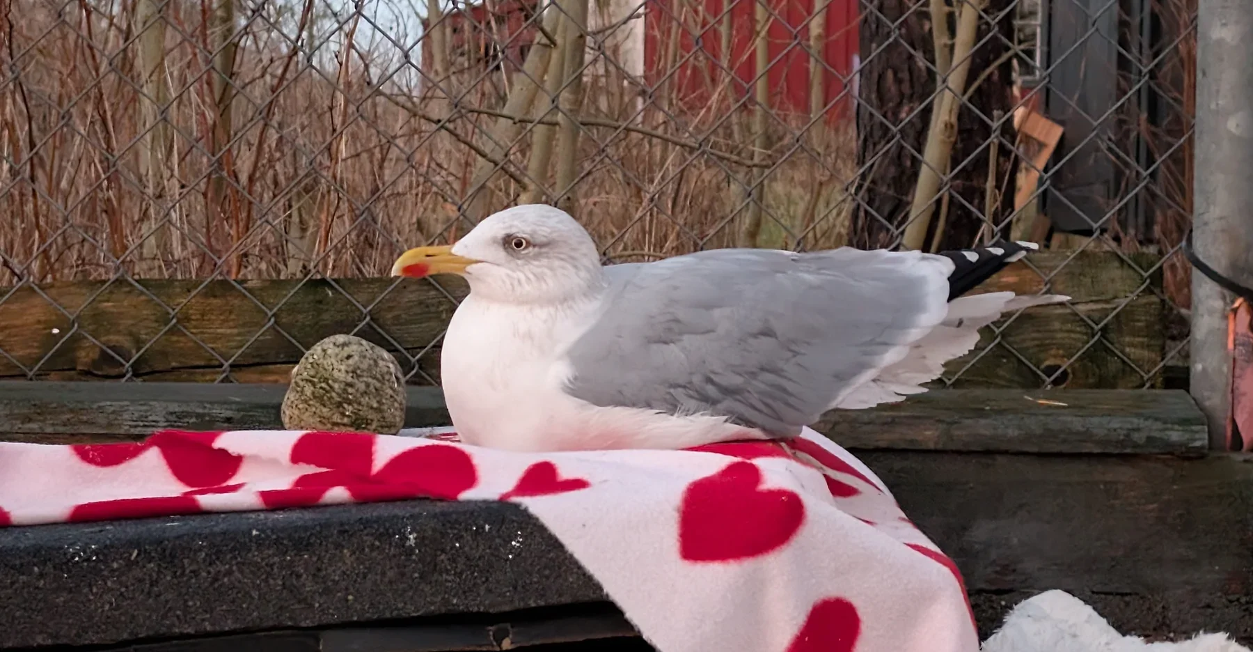 Julespleis for fugler | Spleis fra SpareBank 1