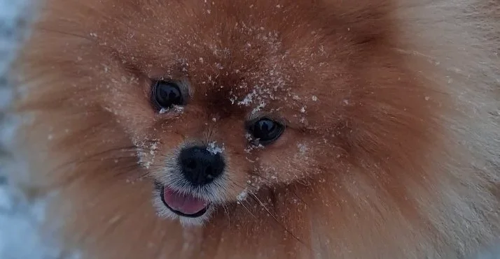 Hjelp Chip - en liten hund med store vetrinærutgifter ️‍🩹 | Spleis fra ...