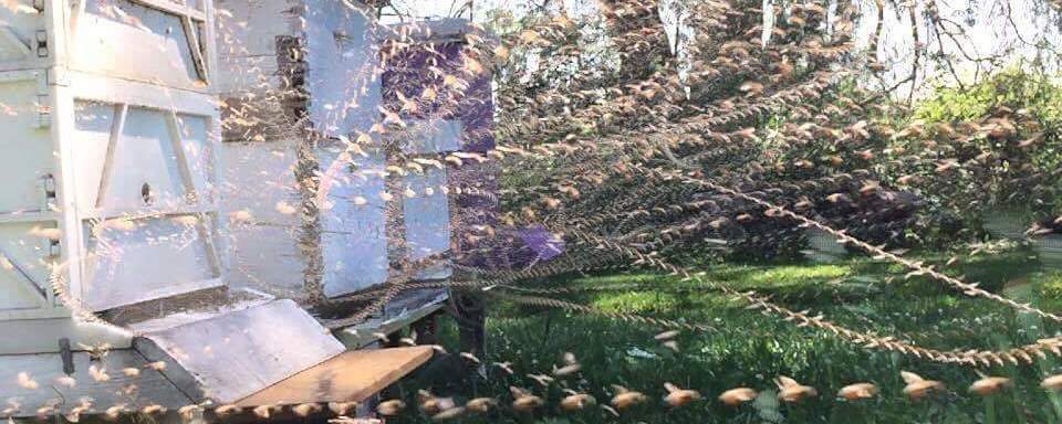 Redd den Norske brunbien fra utryddelse! | Spleis fra SpareBank 1